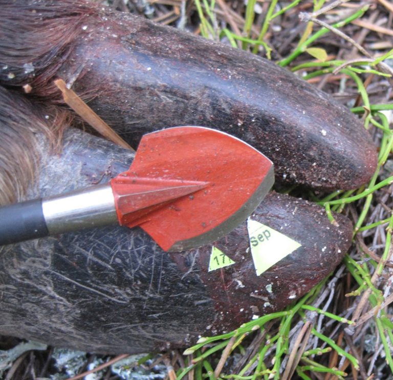 Show and Tell - Bone Broadheads | Break Through